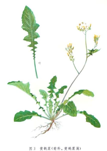 正宗蒲公英图片长什么样_如何辨别真假蒲公英-第1张图片-山城妙识