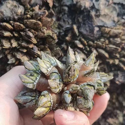 佛手螺多少钱一斤_佛手螺价格行情-第1张图片-山城妙识