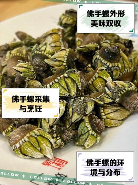 佛手螺多少钱一斤_佛手螺价格行情-第3张图片-山城妙识