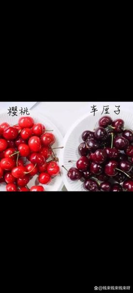 车厘子和樱桃是一样的吗_区别在哪里-第2张图片-山城妙识