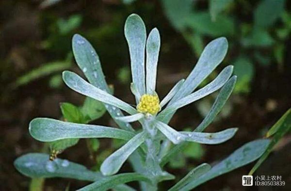 清明菜别名叫什么_清明菜还有哪些叫法-第1张图片-山城妙识