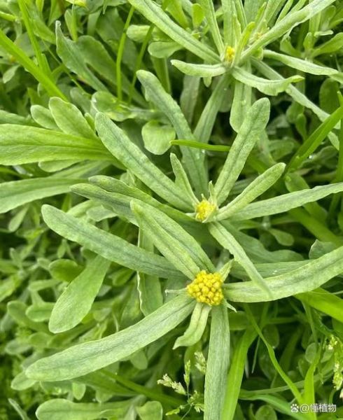 清明菜别名叫什么_清明菜还有哪些叫法-第2张图片-山城妙识