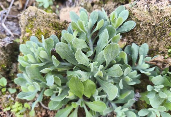 清明菜别名叫什么_清明菜还有哪些叫法-第3张图片-山城妙识