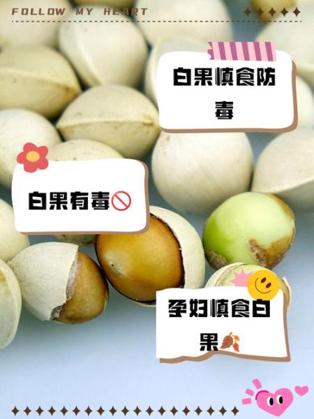 白果一天最多吃几颗_吃多了会怎样-第1张图片-山城妙识 白果一天最多吃几颗_吃多了会怎样-第1张图片-山城妙识