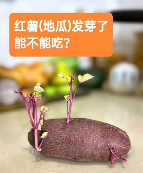番薯发芽了还能吃吗_有毒吗-第2张图片-山城妙识