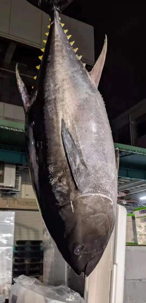 100斤蓝鳍金枪鱼多少钱_蓝鳍金枪鱼价格影响因素-第3张图片-山城妙识