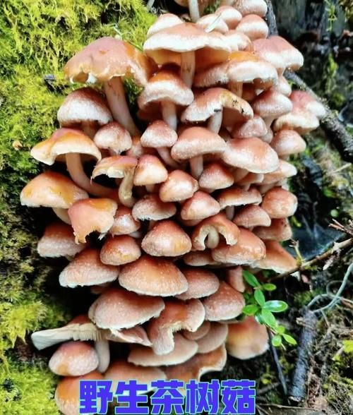 野生茶树菇图片怎么辨别_野生茶树菇与人工区别-第2张图片-山城妙识