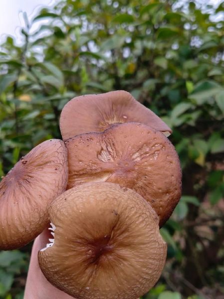 野生茶树菇图片怎么辨别_野生茶树菇与人工区别-第3张图片-山城妙识