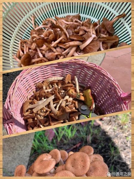 野生茶树菇图片怎么辨别_野生茶树菇与人工区别-第1张图片-山城妙识