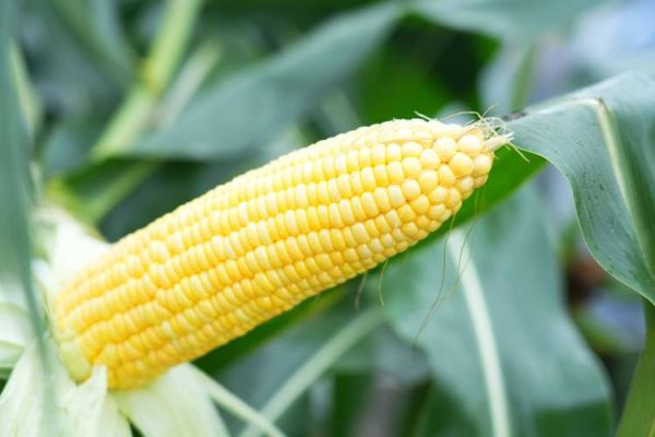 玉米图片怎么拍好看_玉米图片拍摄技巧-第1张图片-山城妙识