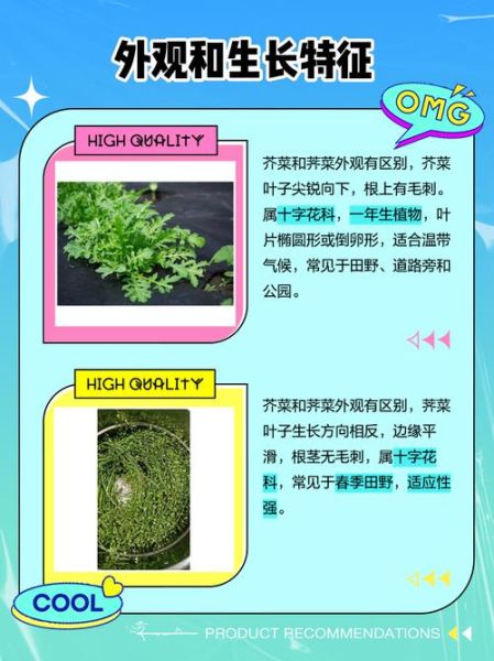 芥菜和荠菜的区别_如何一眼区分芥菜与荠菜-第2张图片-山城妙识