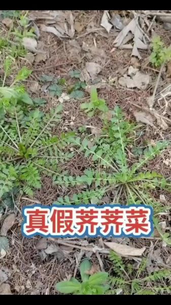 芥菜和荠菜的区别_如何一眼区分芥菜与荠菜-第3张图片-山城妙识