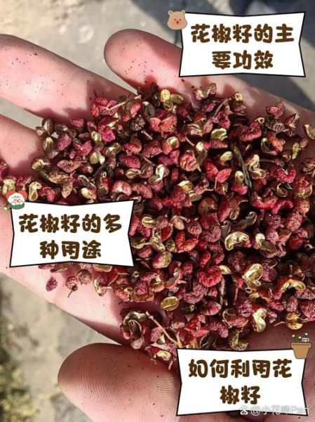 川椒目别名是什么_川椒目与花椒籽区别-第2张图片-山城妙识