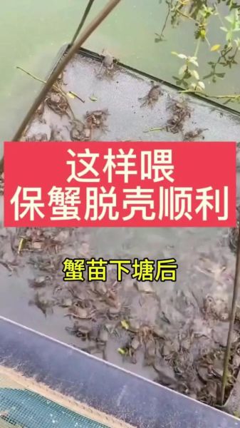 淡水螃蟹怎么养_淡水螃蟹养殖注意事项-第2张图片-山城妙识