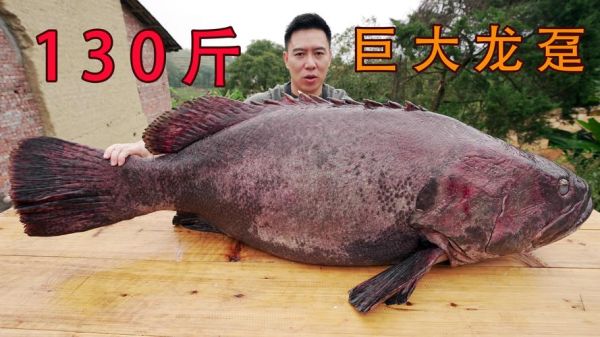 龙趸鱼是什么鱼_龙趸鱼多少钱一斤-第3张图片-山城妙识