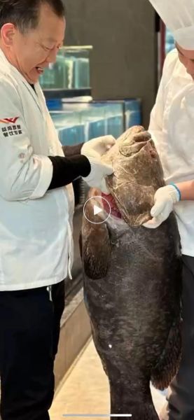 龙趸鱼是什么鱼_龙趸鱼多少钱一斤-第2张图片-山城妙识