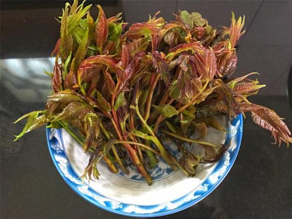 香椿芽怎么保存才新鲜_香椿芽冷藏还是冷冻好-第3张图片-山城妙识