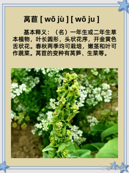 莴苣怎么读_莴苣拼音声调-第1张图片-山城妙识