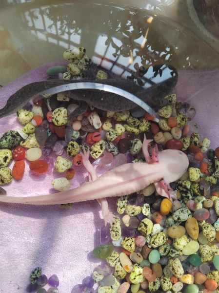 玛格丽特的春天怎么养_玛格丽特的春天花期多长-第3张图片-山城妙识