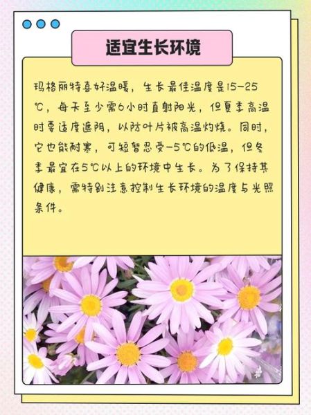 玛格丽特的春天怎么养_玛格丽特的春天花期多长-第1张图片-山城妙识