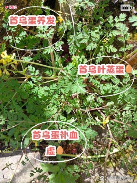 何首乌的功效与作用_何首乌的正确吃法-第2张图片-山城妙识