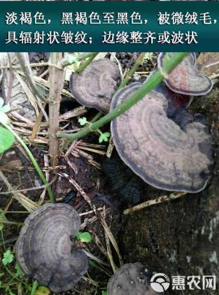 血灵芝图片真假鉴别_血灵芝功效与作用-第3张图片-山城妙识