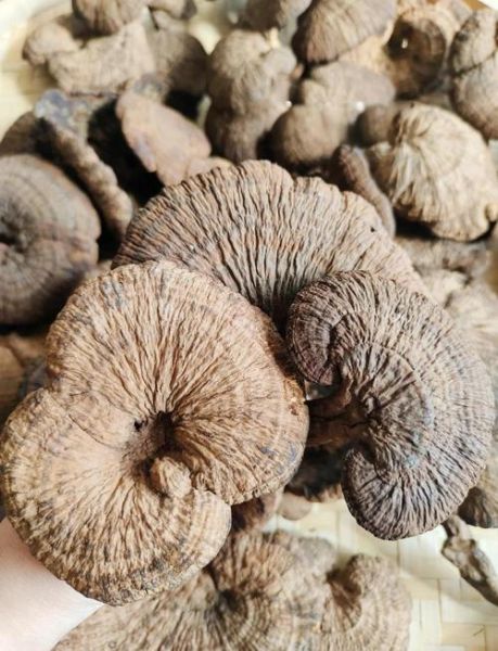 血灵芝图片真假鉴别_血灵芝功效与作用-第1张图片-山城妙识