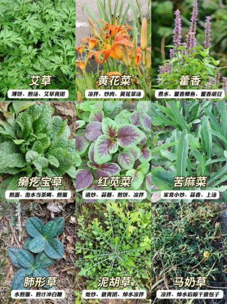 可以吃的野菜有哪些_野菜图片大全及名字-第1张图片-山城妙识
