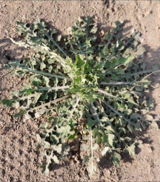 可以吃的野菜有哪些_野菜图片大全及名字-第3张图片-山城妙识