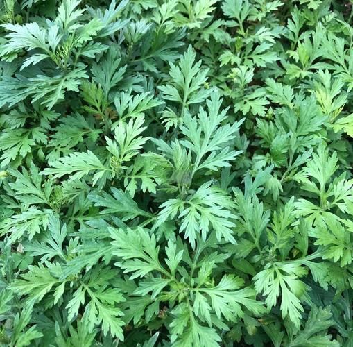 艾叶长什么样子_艾叶图片特征详解-第1张图片-山城妙识