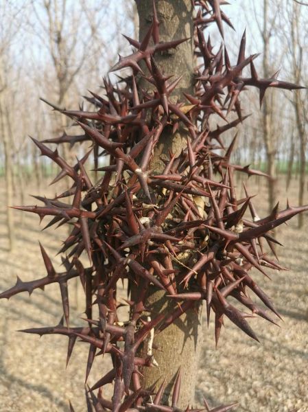 皂角刺的副作用_皂角刺的毒性有多强-第1张图片-山城妙识