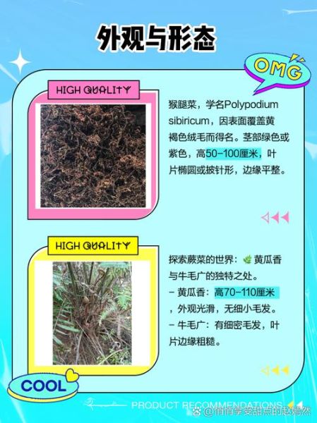 猴腿菜和蕨菜的区别_猴腿菜和蕨菜哪个好吃-第2张图片-山城妙识