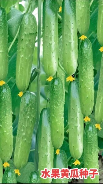 节瓜是什么季节的蔬菜_节瓜几月份最好吃-第3张图片-山城妙识