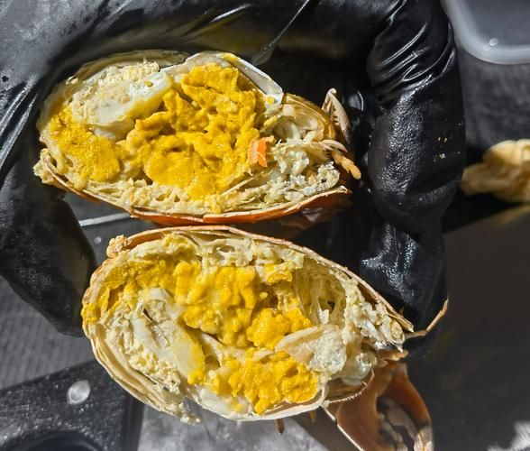 黄油蟹哪里产的_黄油蟹产地在哪里-第1张图片-山城妙识