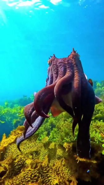 海洋五大恐怖巨兽有哪些_它们真实存在吗-第1张图片-山城妙识