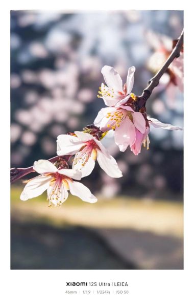 杏花什么时候开_杏花图片怎么拍好看-第1张图片-山城妙识