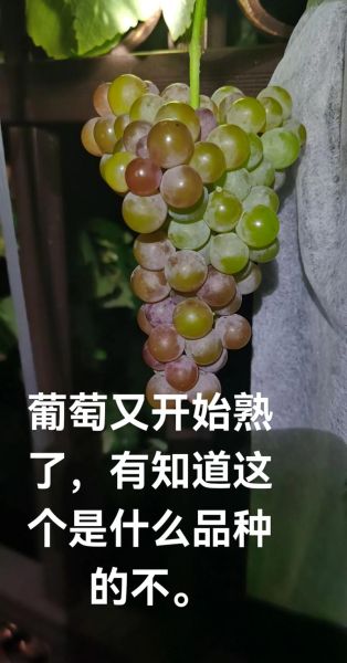 grape怎么拼写_grape的复数形式是什么-第3张图片-山城妙识