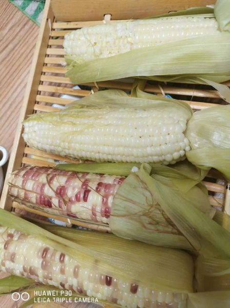 冻玉米怎么煮才好吃_冷冻玉米煮多久-第3张图片-山城妙识