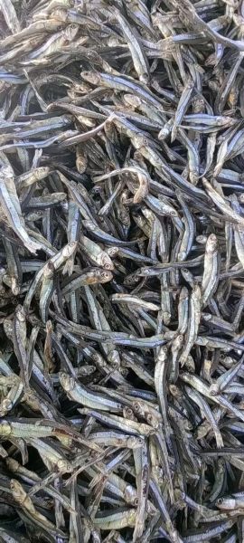 丁香鱼什么人不能吃_丁香鱼不能和什么一起吃-第3张图片-山城妙识