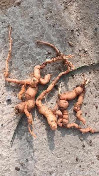 野生地黄有毒吗_误食后怎么办-第1张图片-山城妙识