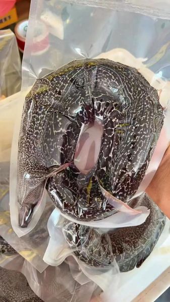 鳗鱼多少钱一斤2019_2019年鳗鱼价格走势-第2张图片-山城妙识