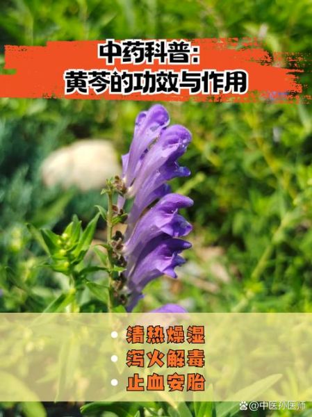 黄芩的功效与作用_黄芩的副作用有哪些-第2张图片-山城妙识