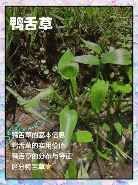 鸭舌草的功效与作用_鸭舌草怎么吃最好-第1张图片-山城妙识