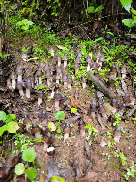 鸡枞菌图片大全_鸡枞菌长什么样-第1张图片-山城妙识