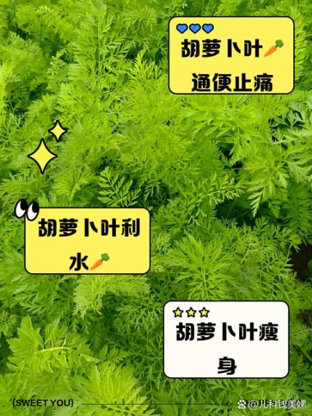 胡萝卜叶可以吃吗_胡萝卜叶的吃法大全-第1张图片-山城妙识