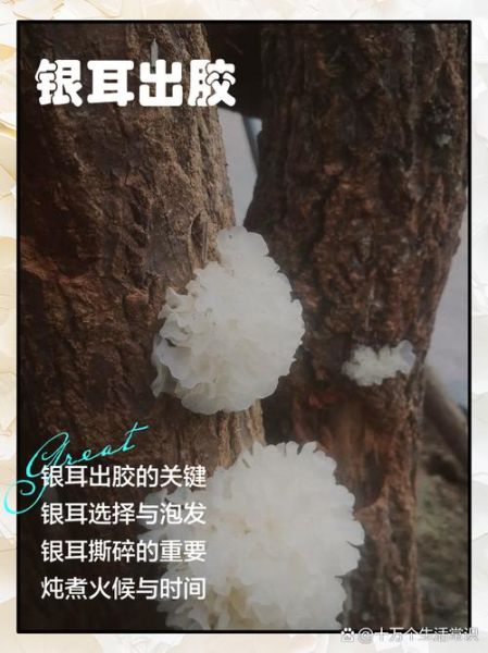 银耳怎么快速出胶_银耳出胶小窍门-第1张图片-山城妙识