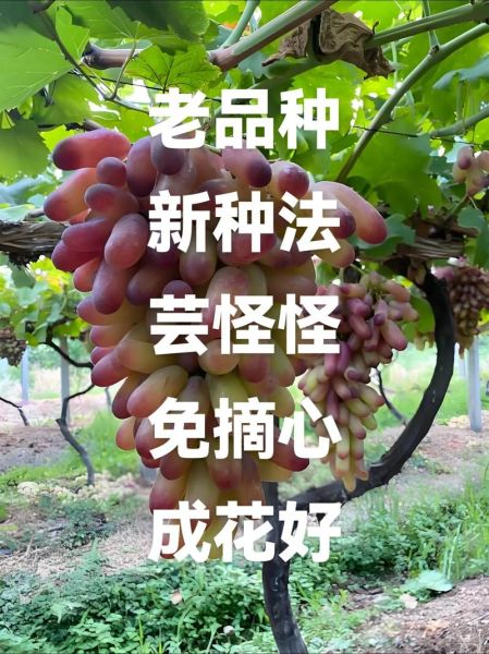 美人指葡萄多少钱一斤_2024年最新行情-第2张图片-山城妙识