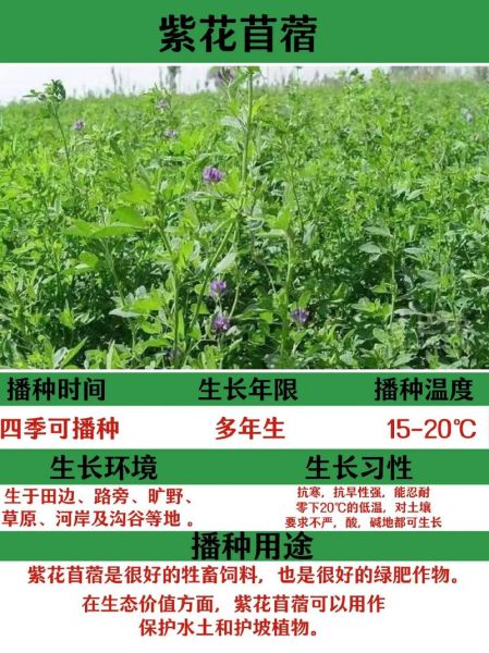 紫花苜蓿种植技术_紫花苜蓿营养价值-第1张图片-山城妙识