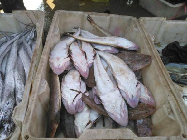 无头鱼是什么鱼_无头鱼可以吃吗-第2张图片-山城妙识