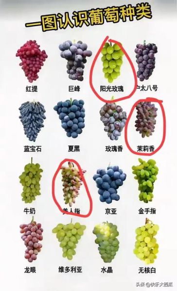 葡萄的种类有哪些_常见品种与口感区别-第3张图片-山城妙识